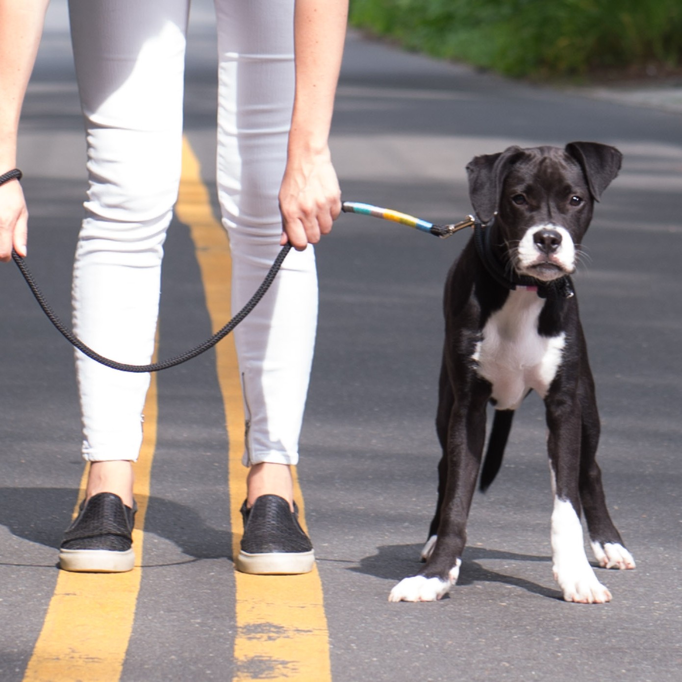 Dogly | Recommended Dog Travel Products | Dogly