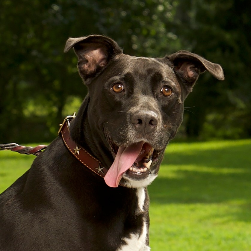 12 Guides on How to Successfully Support and Care For Your New Dog | Dogly