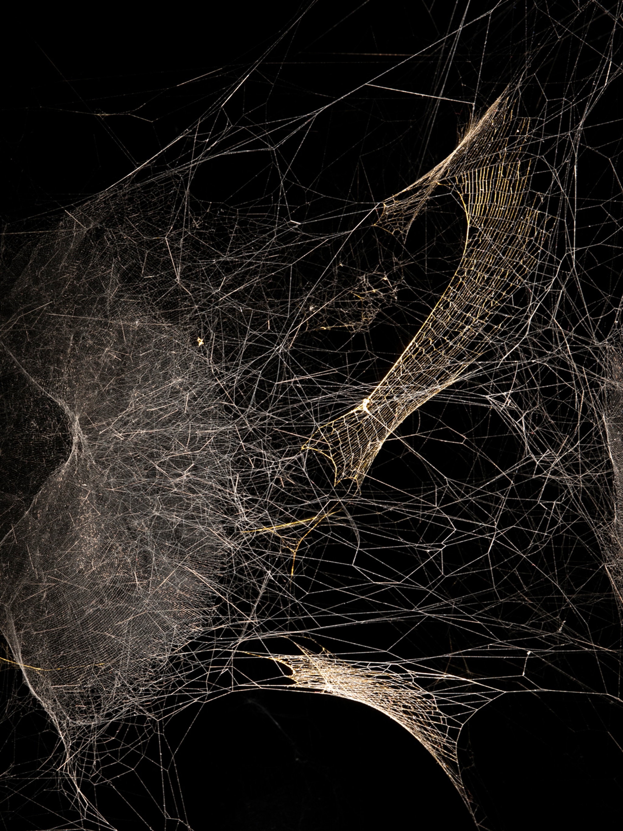 Tomás Saraceno: Particular Matter(s) - The Shed