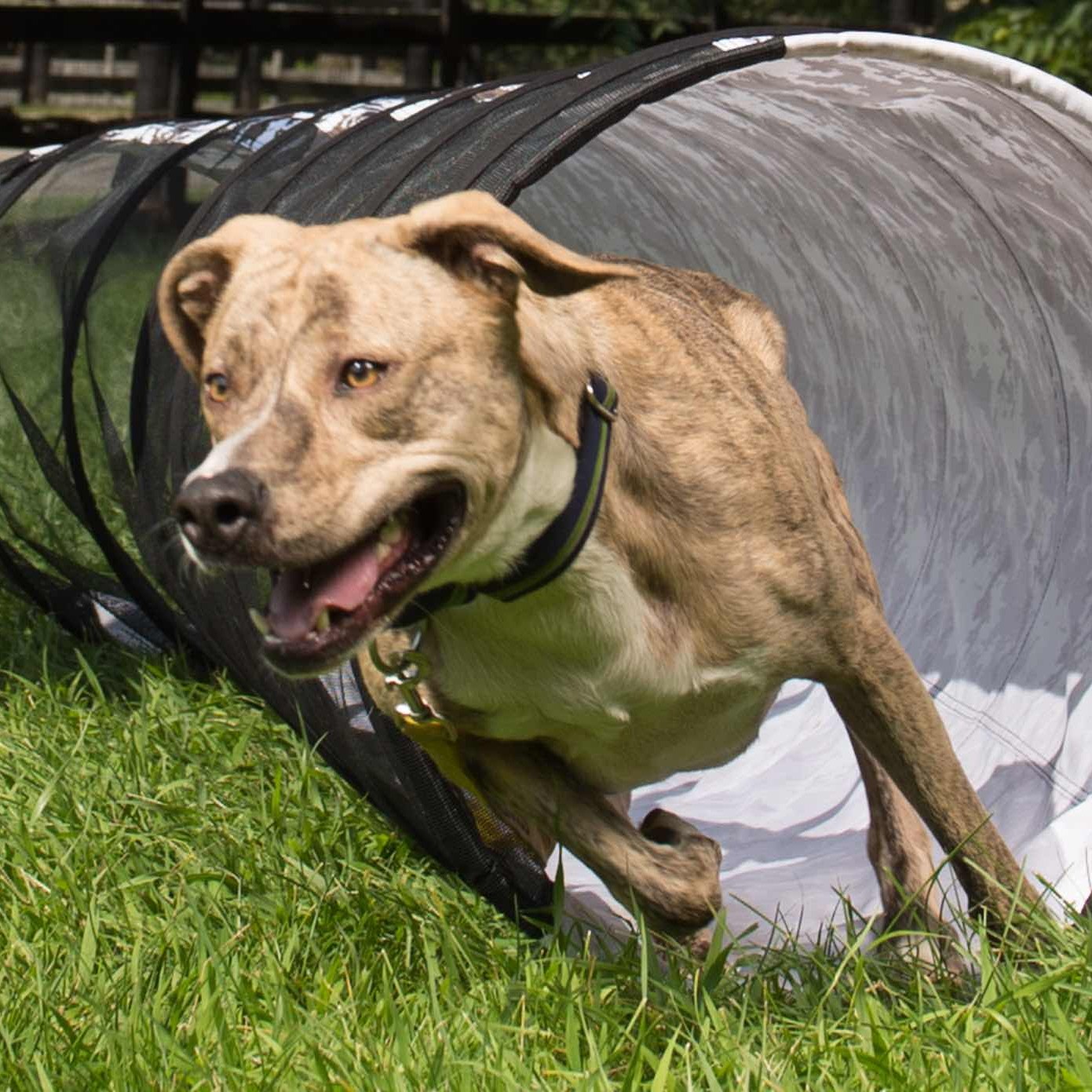 Dogly | Recommended Toys for Your Dog | Dogly