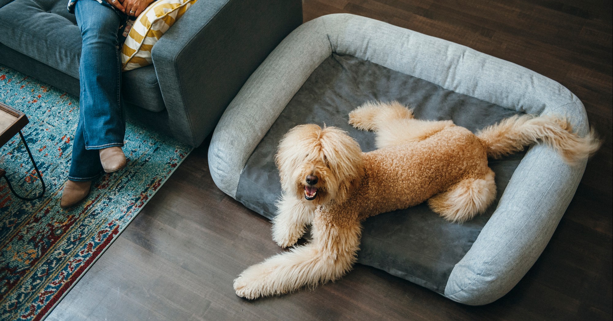 Memory Foam Bed | Dogly