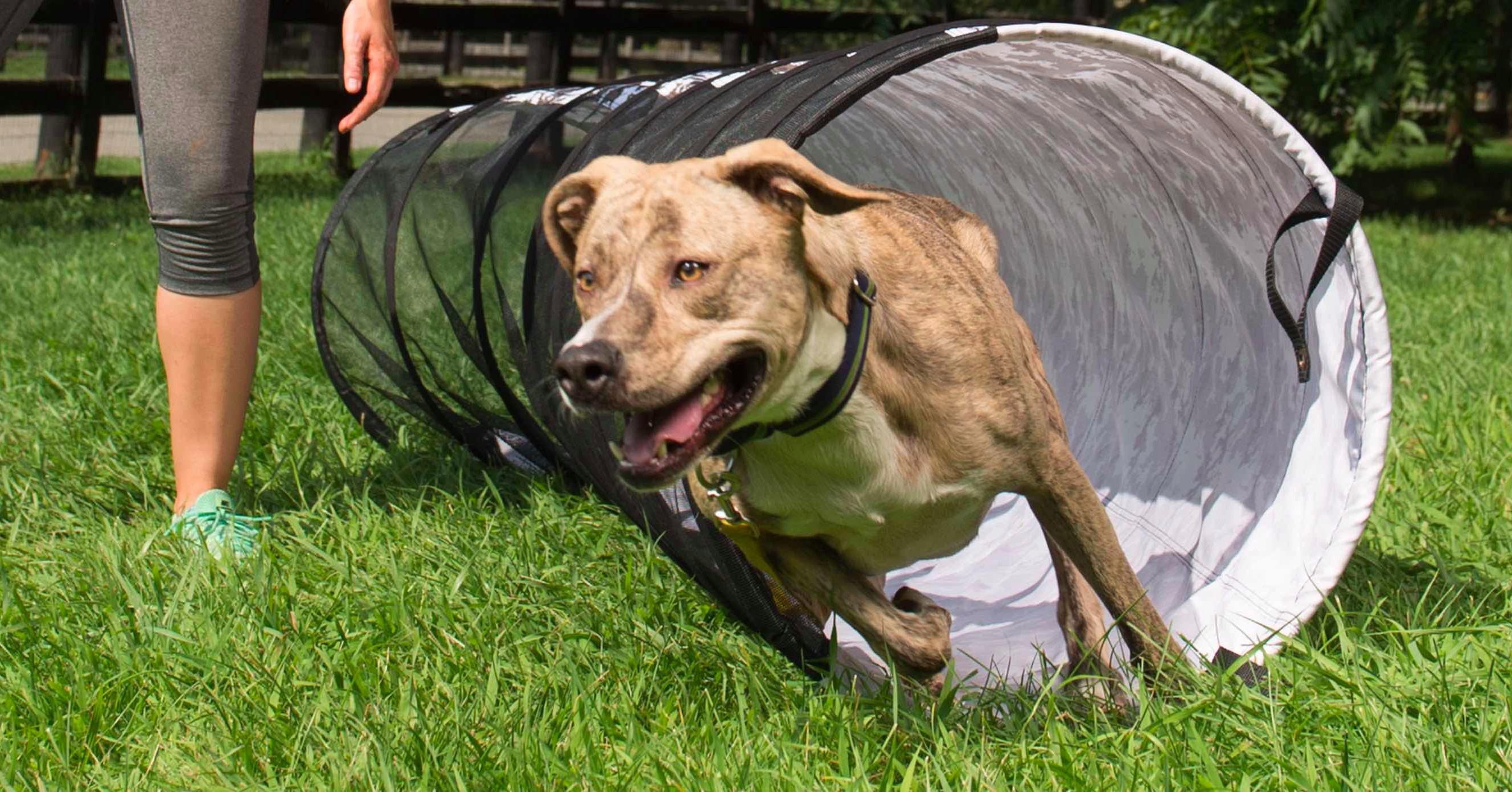 Play Tunnel | Dogly