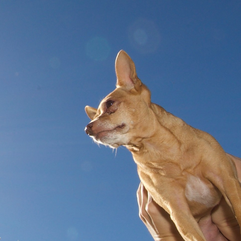 5 Guides on Supporting Your Dog's Joints from Wellness Experts | Dogly