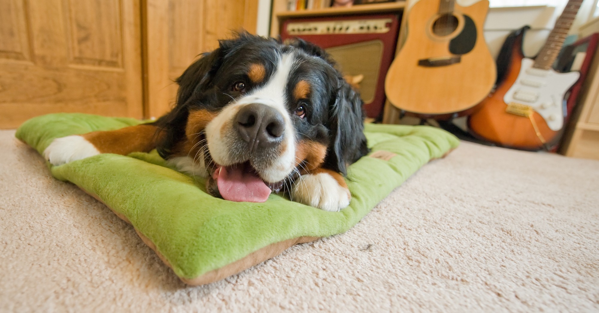 Vermillion Chill Pad | Dogly