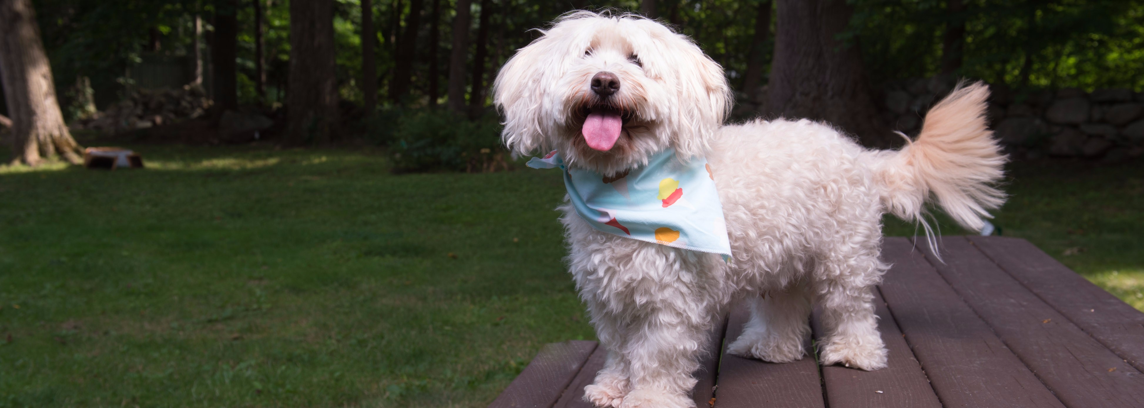 Dogly | Unique Accessories for Your Dog | Dogly