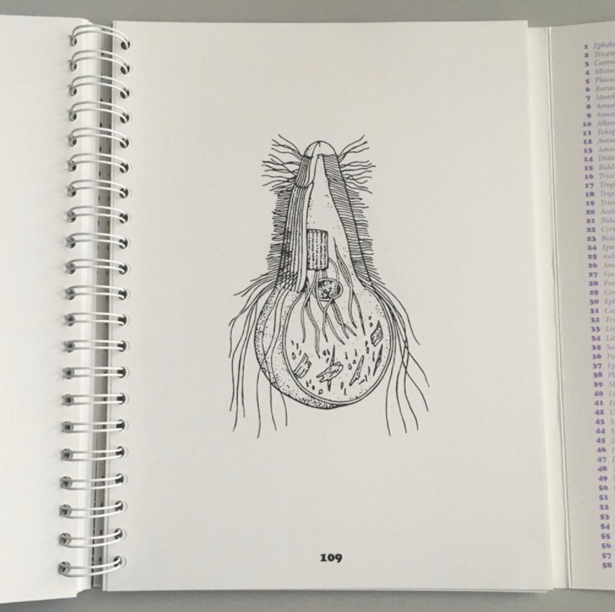 Robin Watkins and Nina Canell - Animalcules Coloring Book - Printed Matter