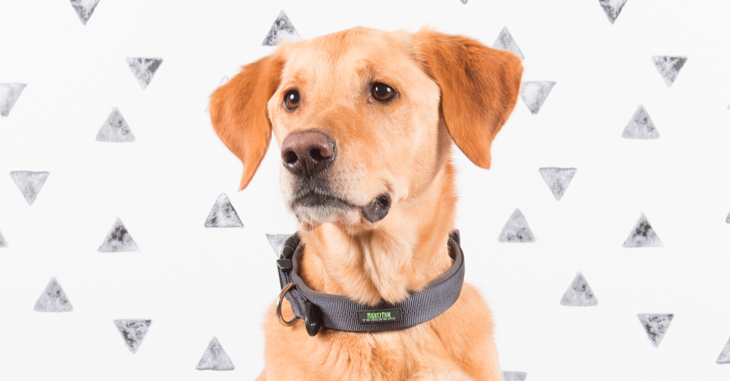 Padded Dog Collar | Dogly