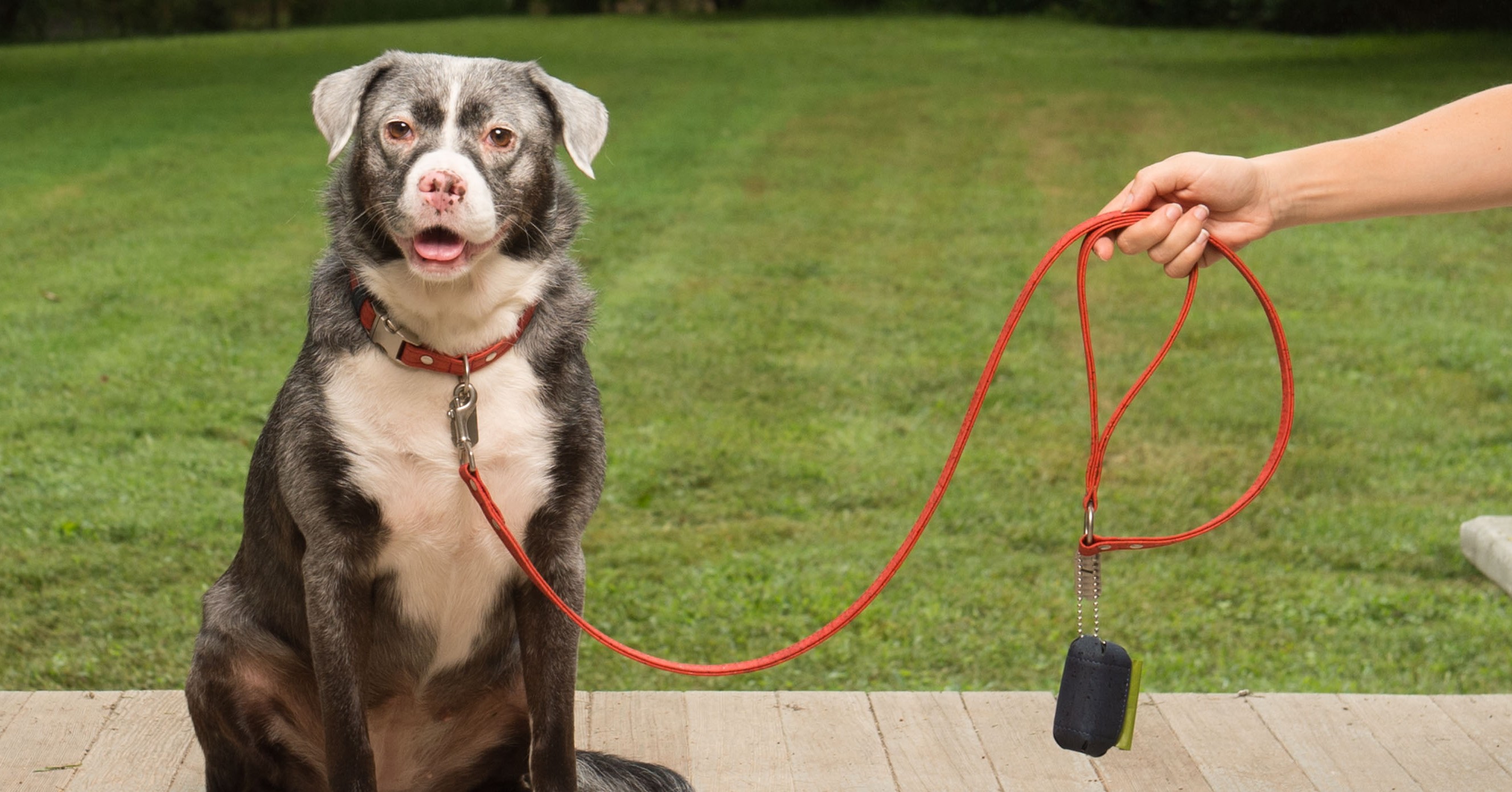 Cork Side Release Buckle Collar | Dogly