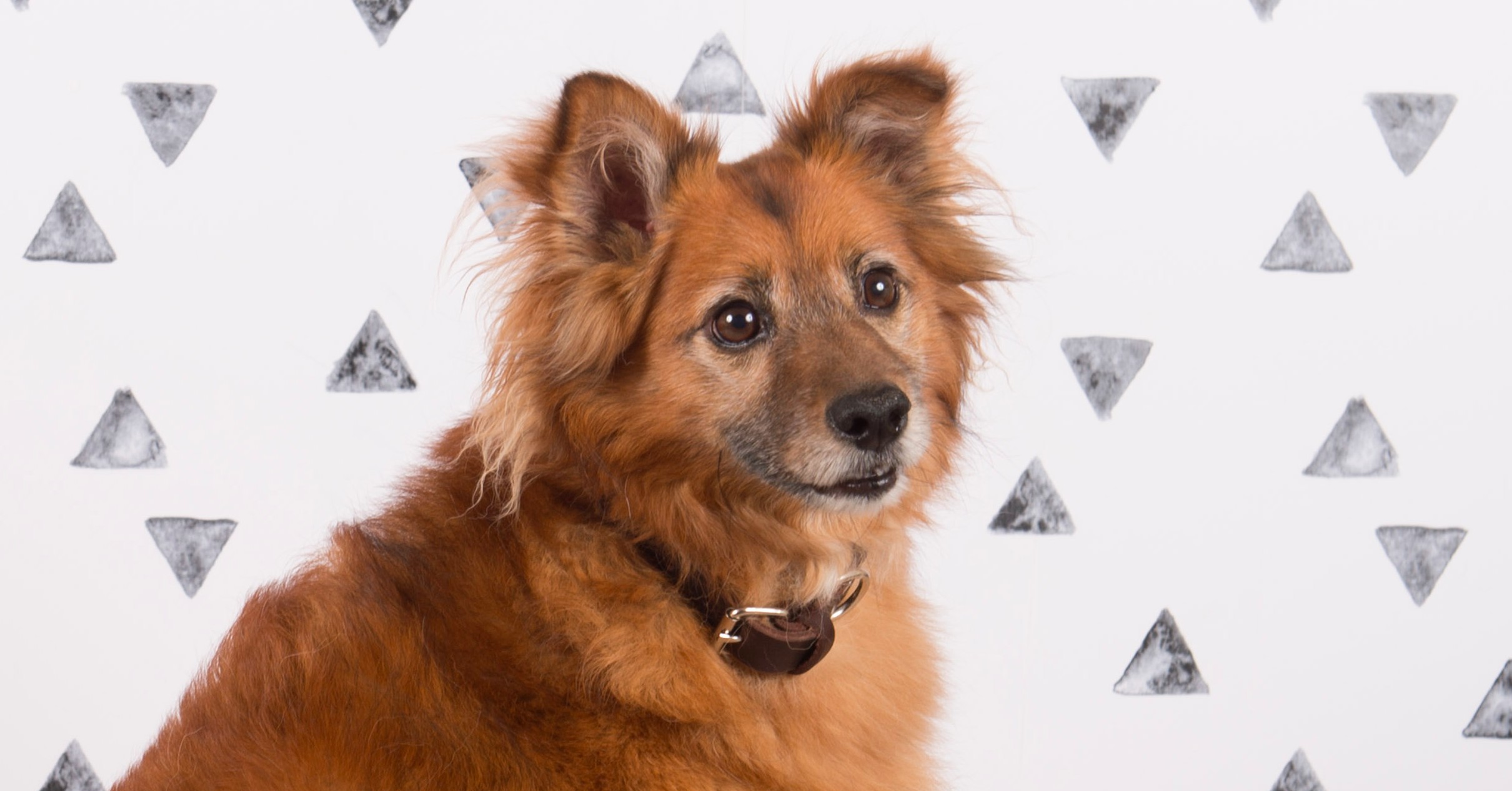 Leather Dog Collar | Dogly