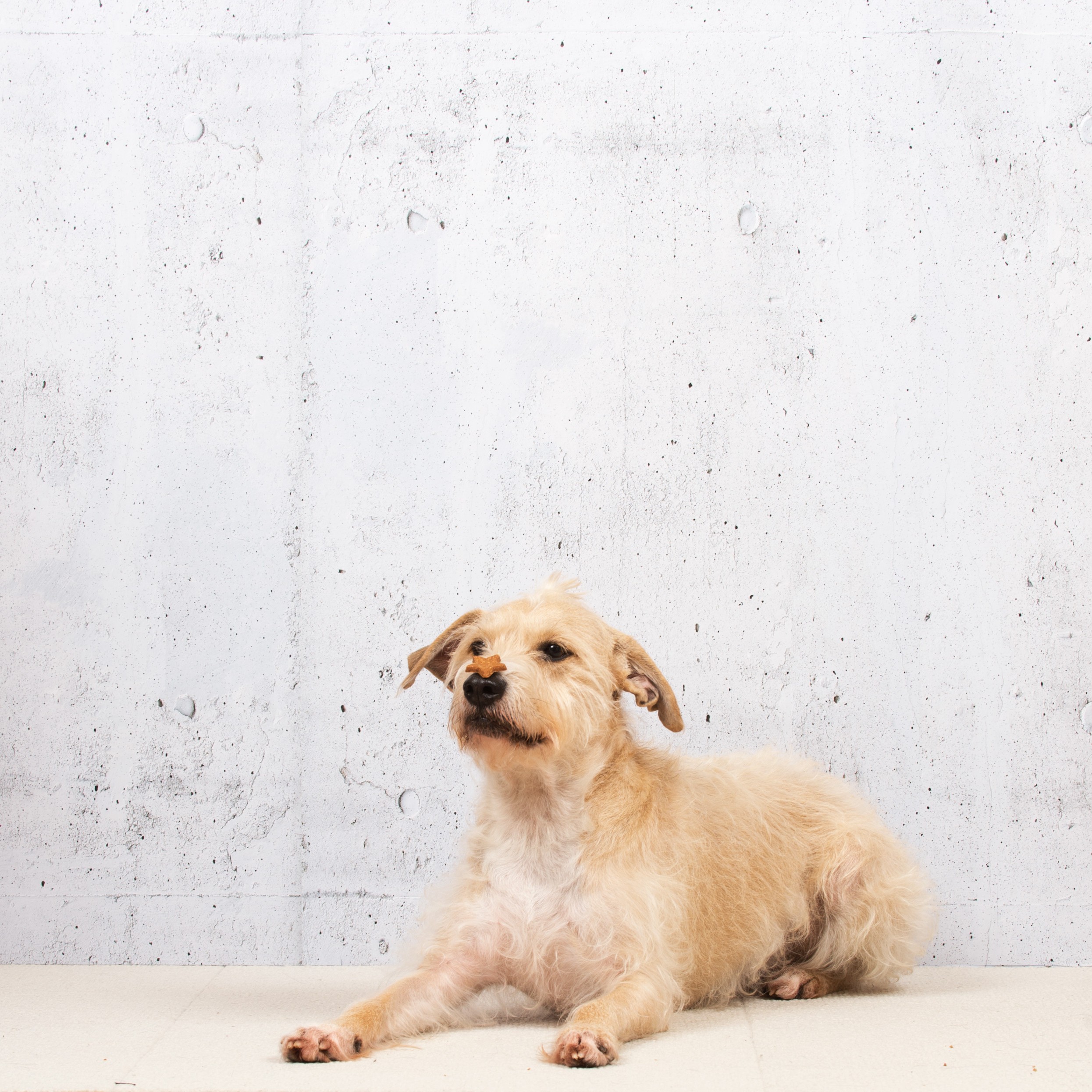 6 Guides from Canine Nutritionists to Improve Your Dog's Kibble Dog ...