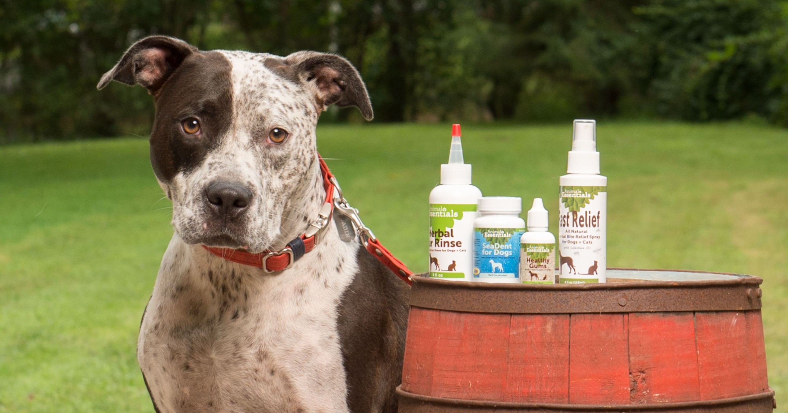 Colon Rescue Powder | Dogly